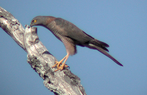 Accipiter Species