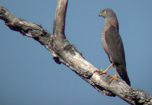 Accipiter Species